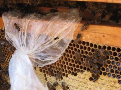 Cobalt chloride Bee: instruction, application